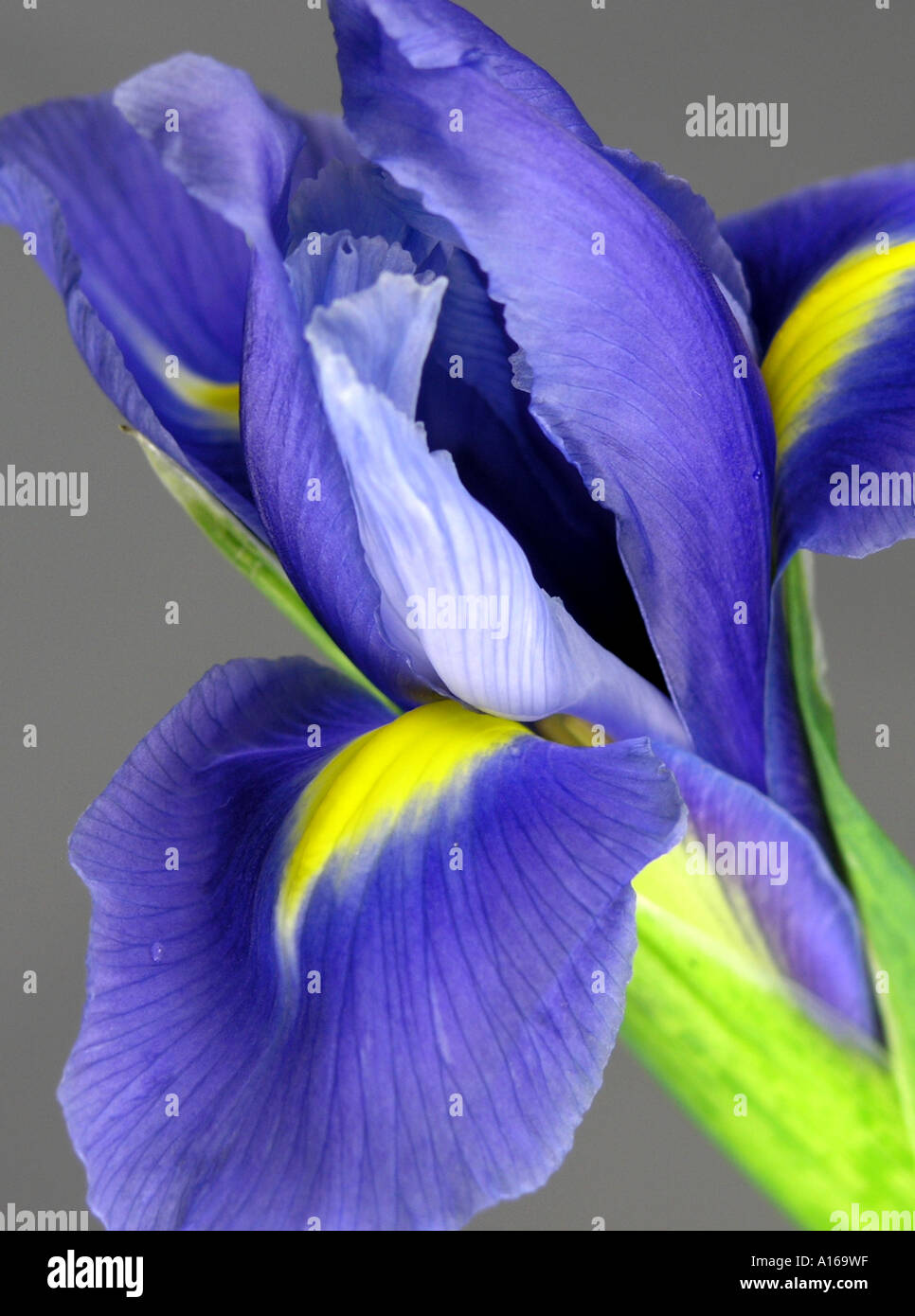Single Iris Flower Close up Stock Photo - Alamy