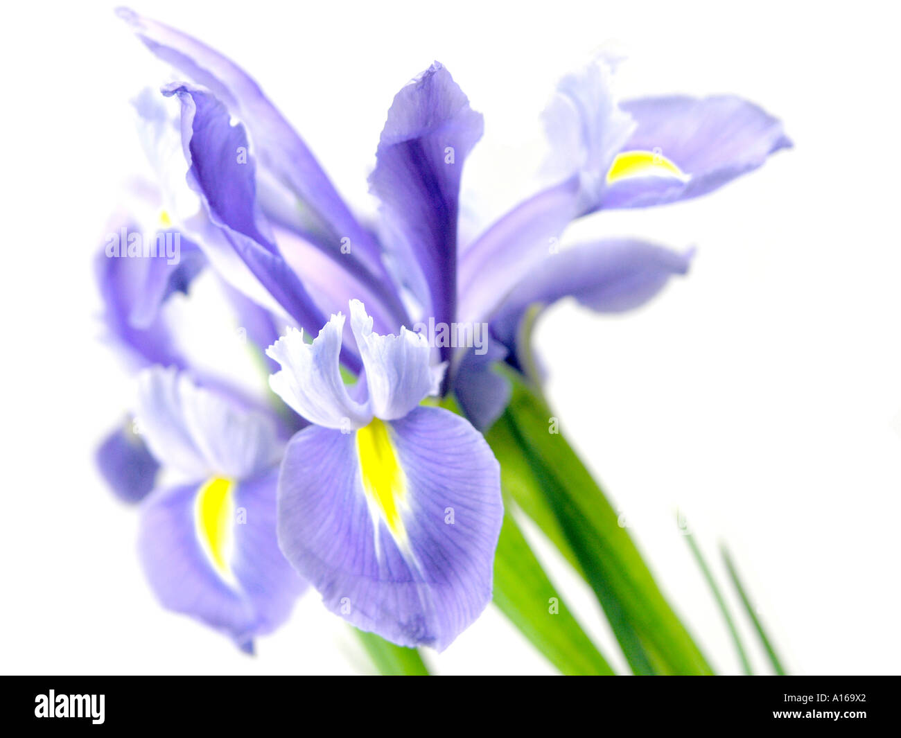 Bunch of iris hi-res stock photography and images - Alamy