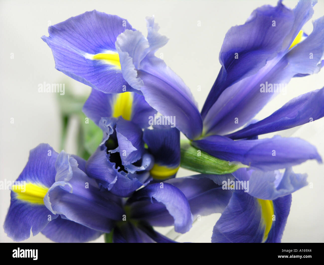 Bunch of iris hi-res stock photography and images - Alamy