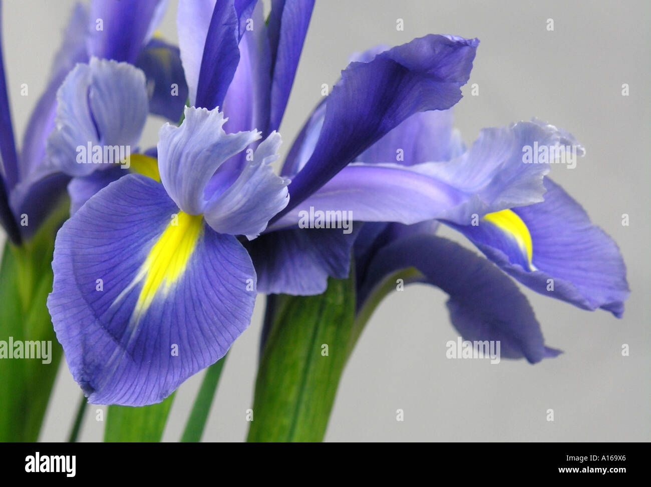 Bunch of iris hi-res stock photography and images - Alamy