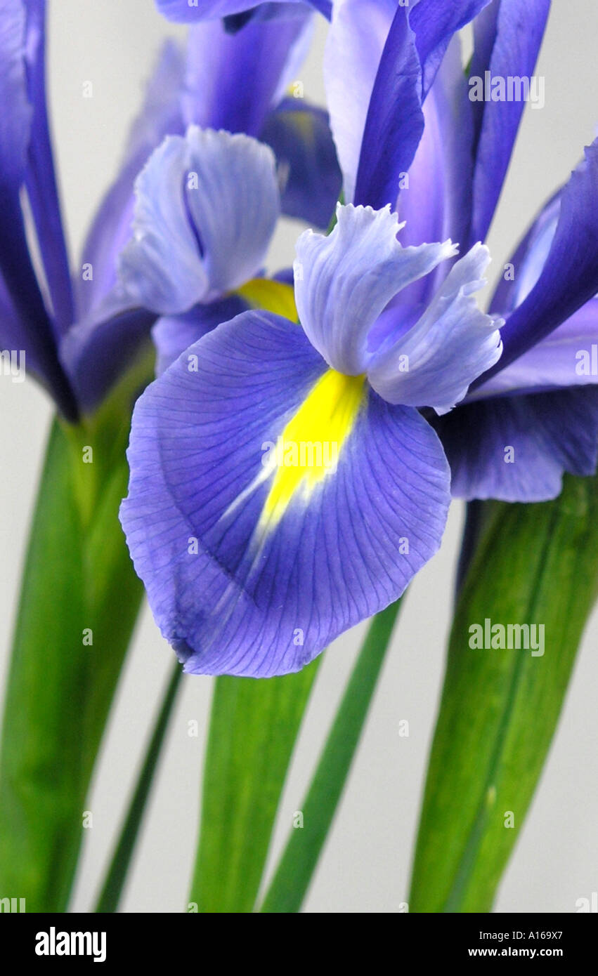 Bunch of iris hi-res stock photography and images - Alamy