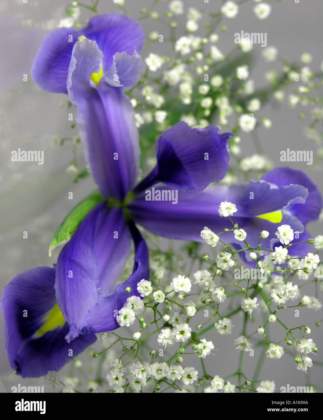 Iris flower bouquet hi-res stock photography and images - Alamy