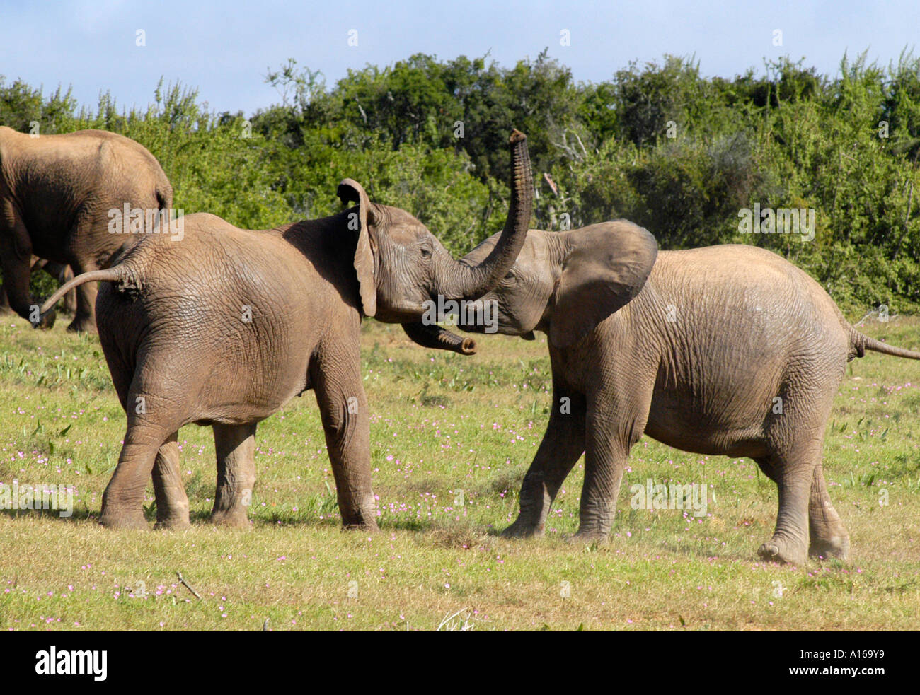 African elephant elephants, Family group, baby young, South Africa RSA ...