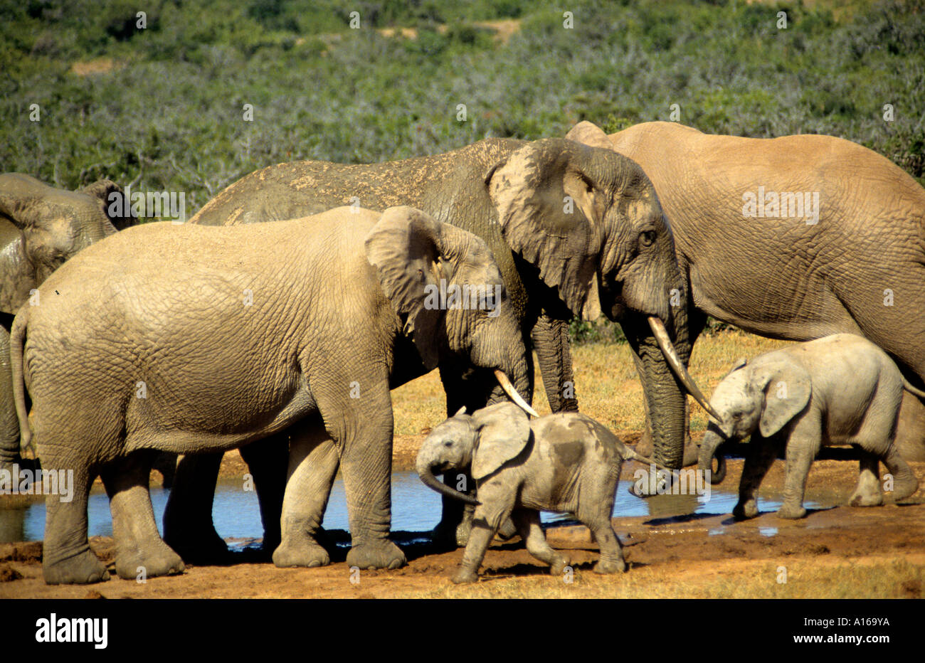 African elephant elephants, Family group, baby young, South Africa RSA ...