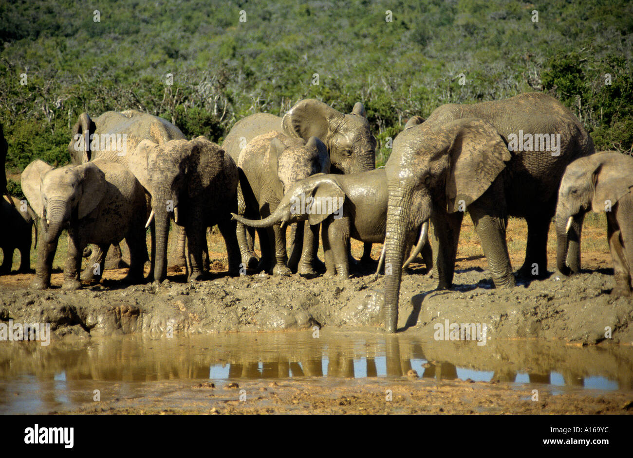 African elephant elephants, Family group, baby young, South Africa RSA ...