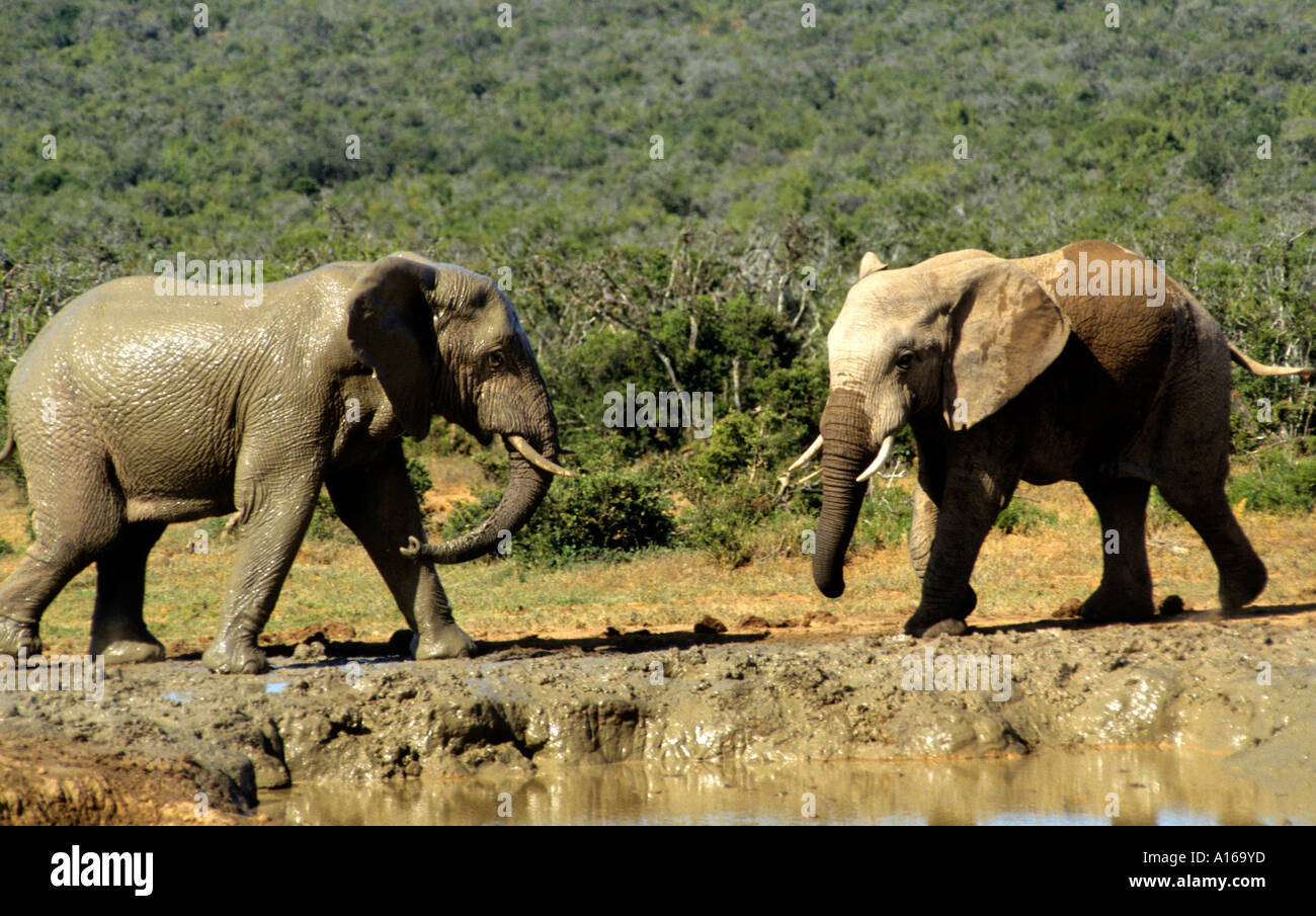 African elephant elephants, Family group, baby young, South Africa RSA ...