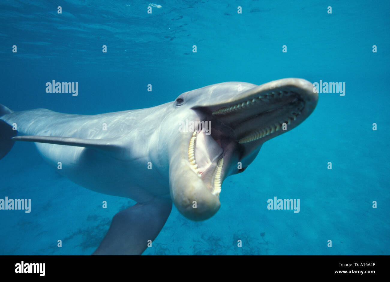 Dolphin teeth hi-res stock photography and images - Alamy