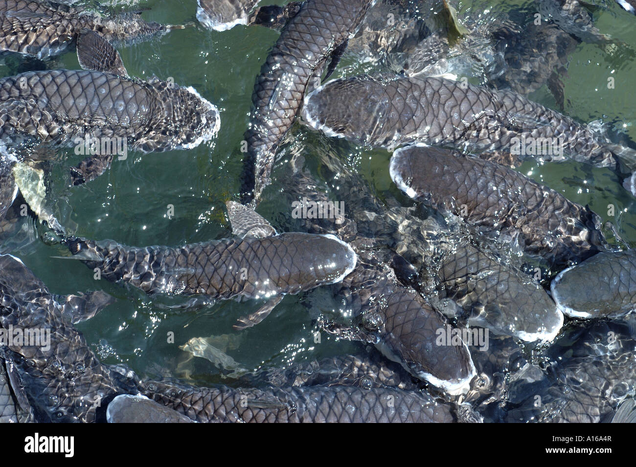 Mullet fish hi-res stock photography and images - Alamy