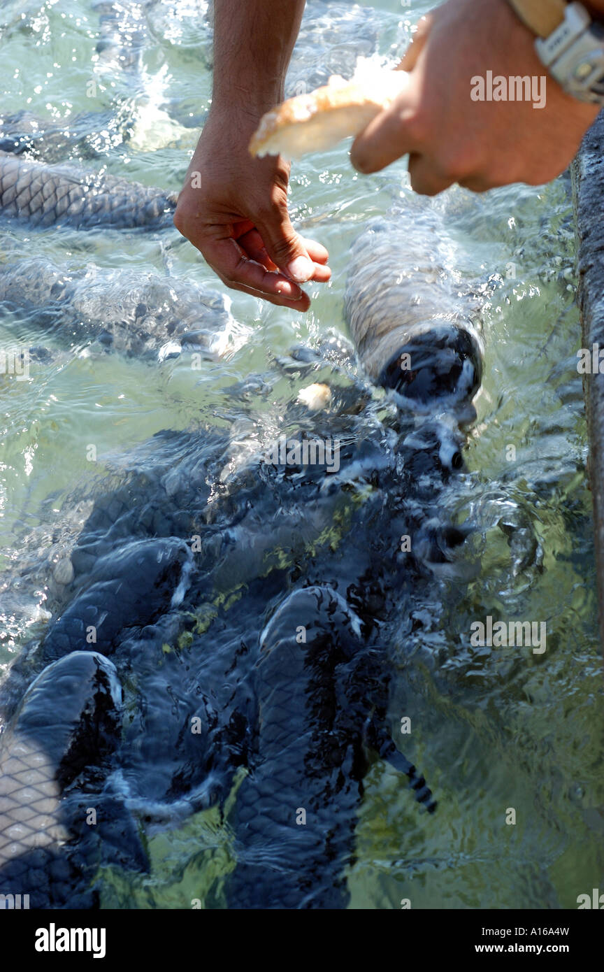 Diamond scaled mullet at "Doctor' s Gully" Aquascene in Darwin Stock ...