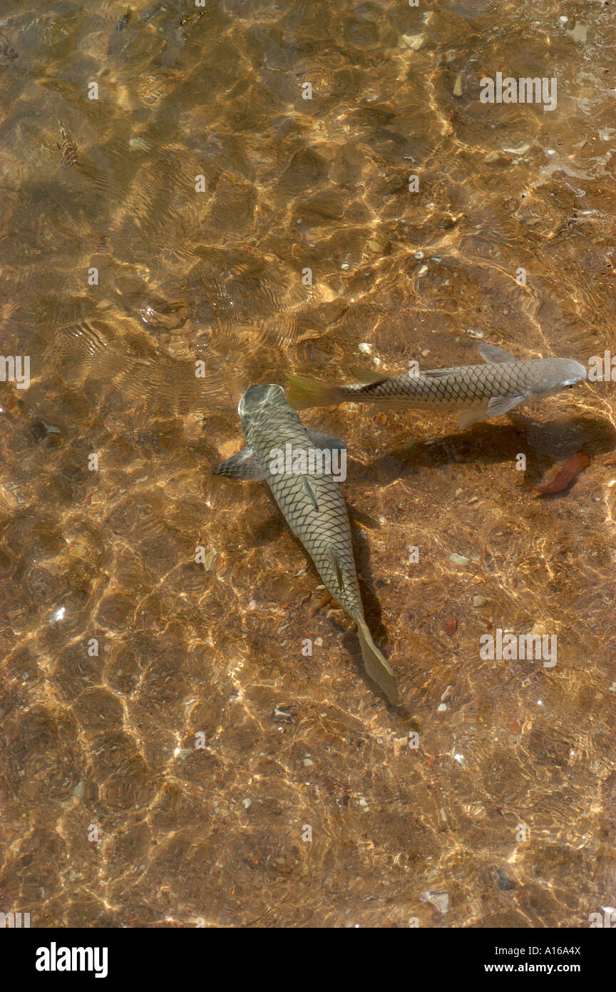 Mullet fish hi-res stock photography and images - Alamy