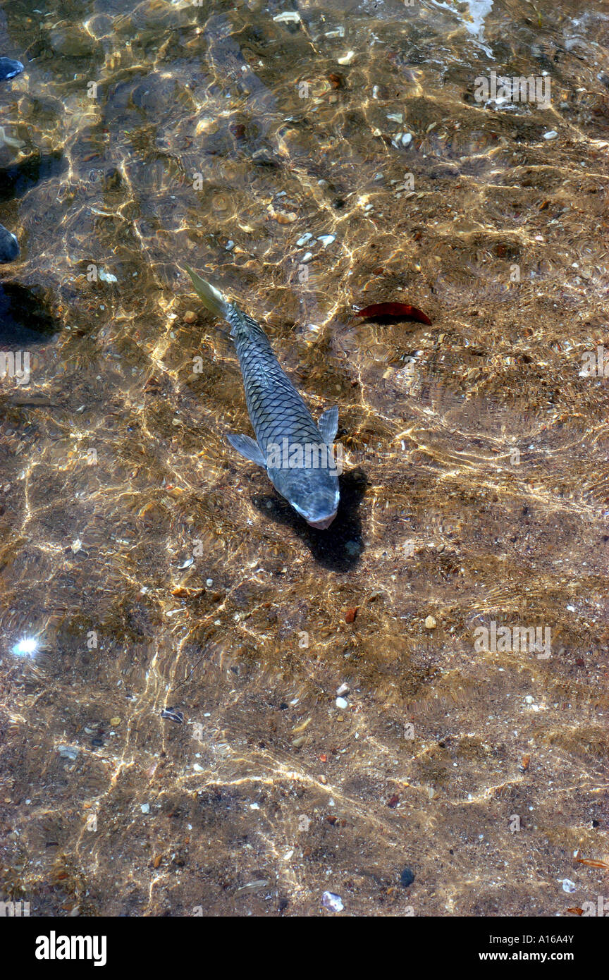 Diamond scaled mullet at "Doctor' s Gully" Aquascene in Darwin Stock ...