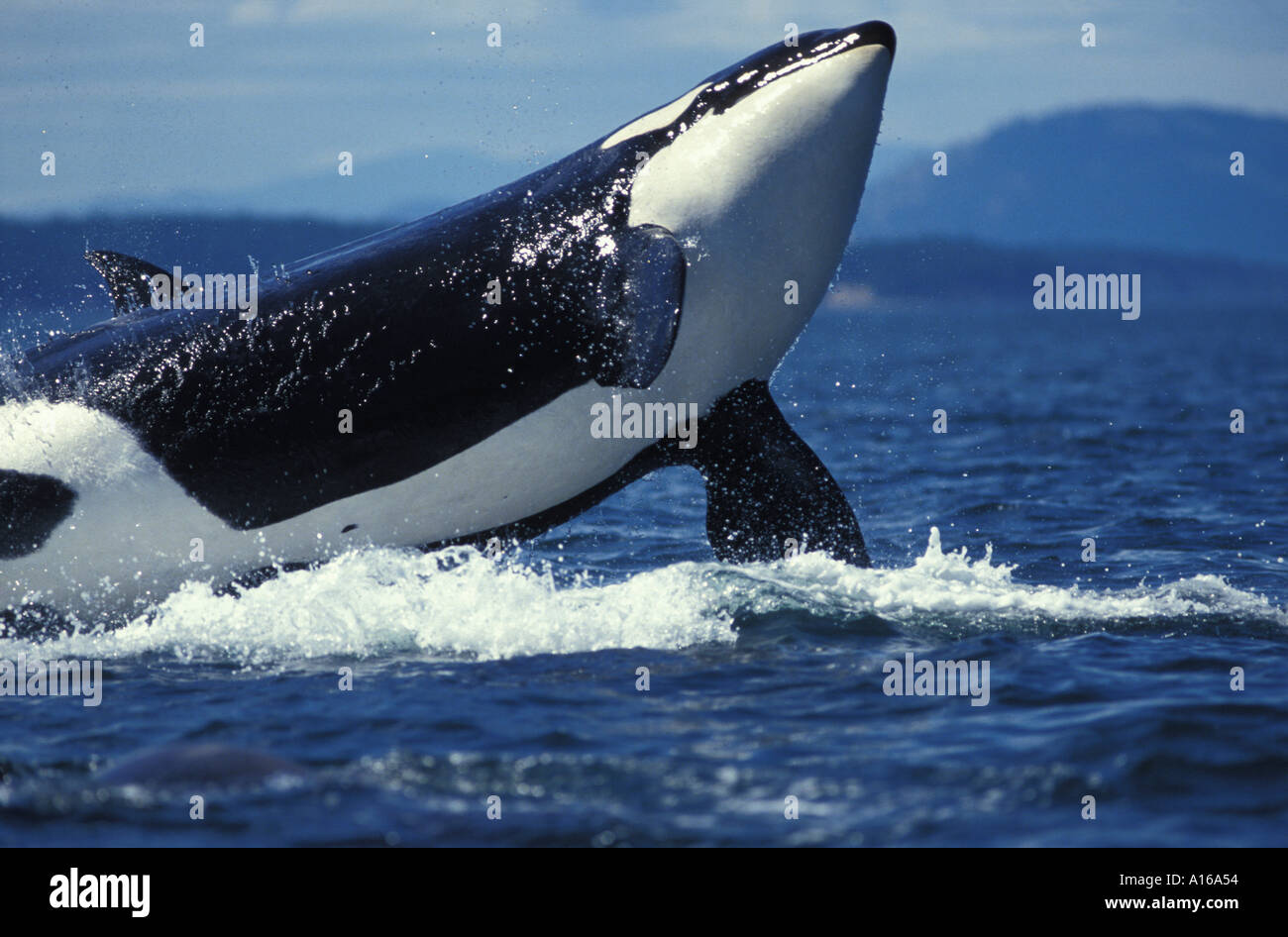 Jumping killer whales orcas orcinus hi-res stock photography and images ...