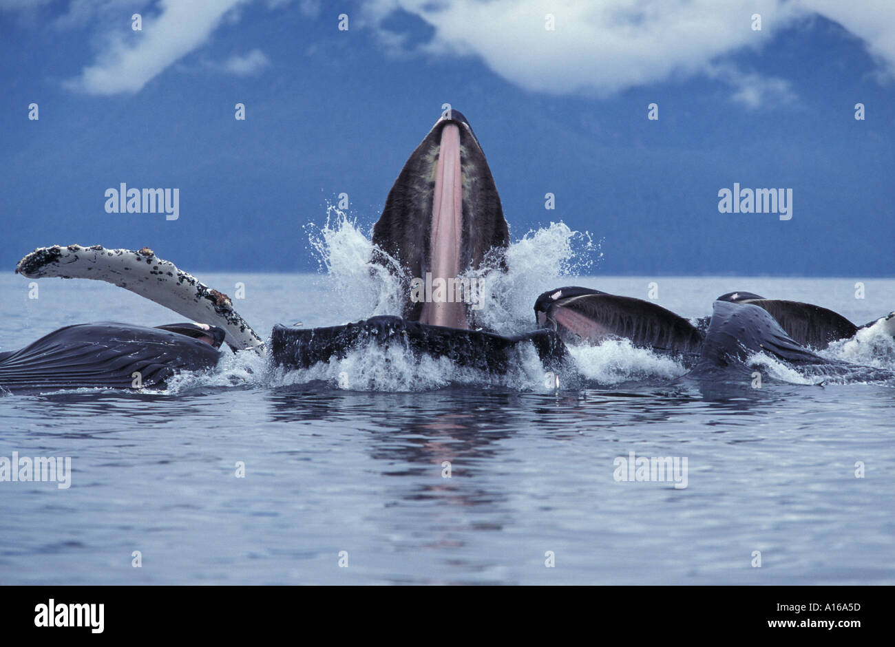 km2211. Humpback Whales bubble net feeding, Megaptera novaeangliae ...