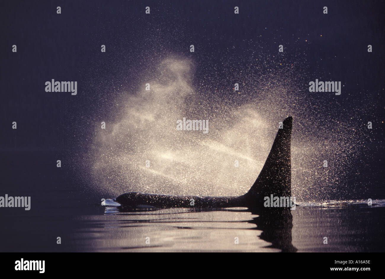 Orca orcinus orca spouting hi-res stock photography and images - Alamy