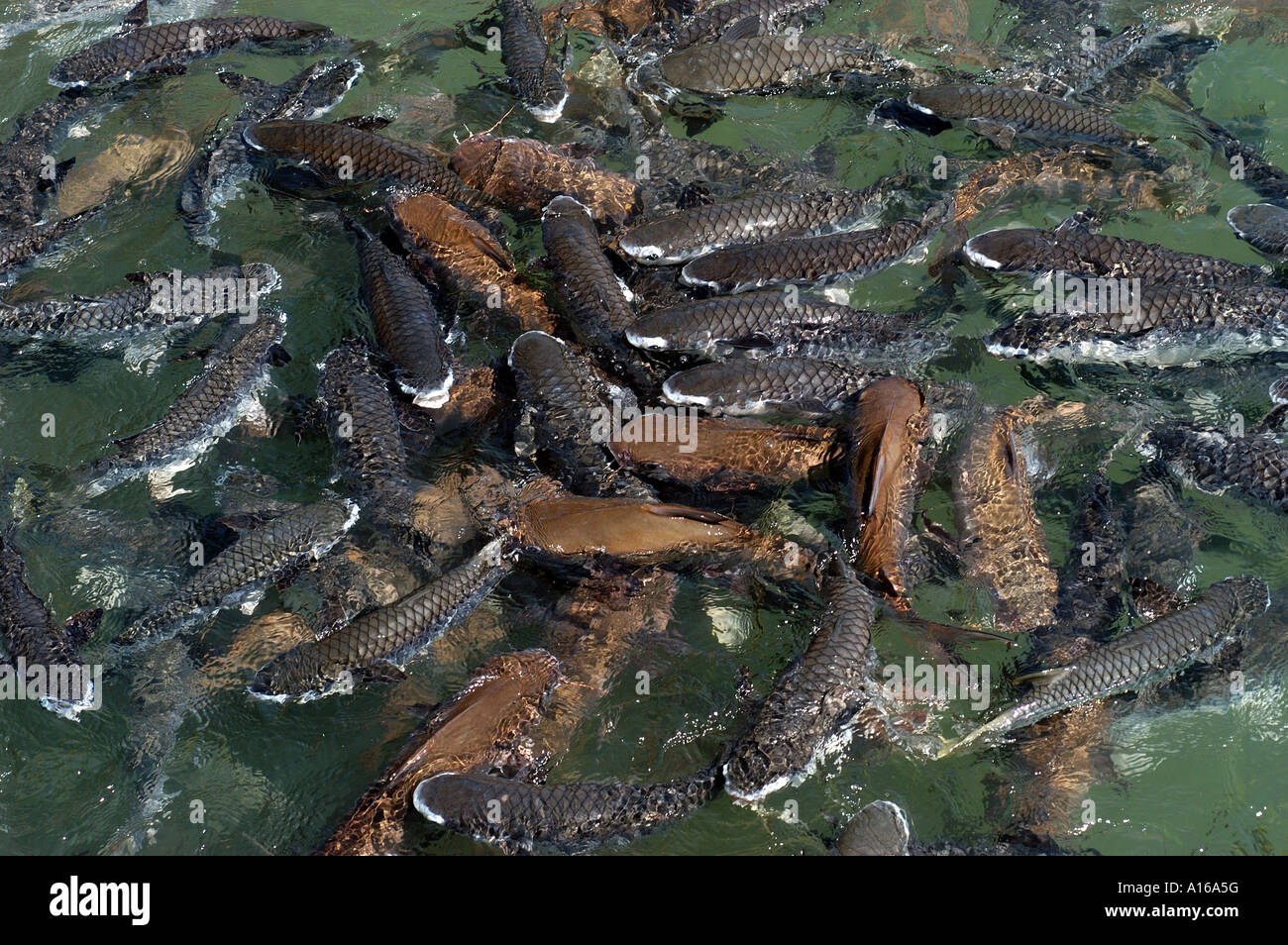 Diamond scaled mullet and catfish at "Doctor' s Gully Aquascene" in ...