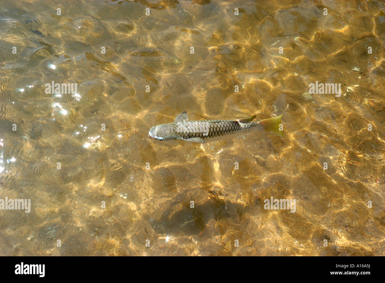 Diamond scaled mullet at "Doctor' s Gully" Aquascene in Darwin Stock ...