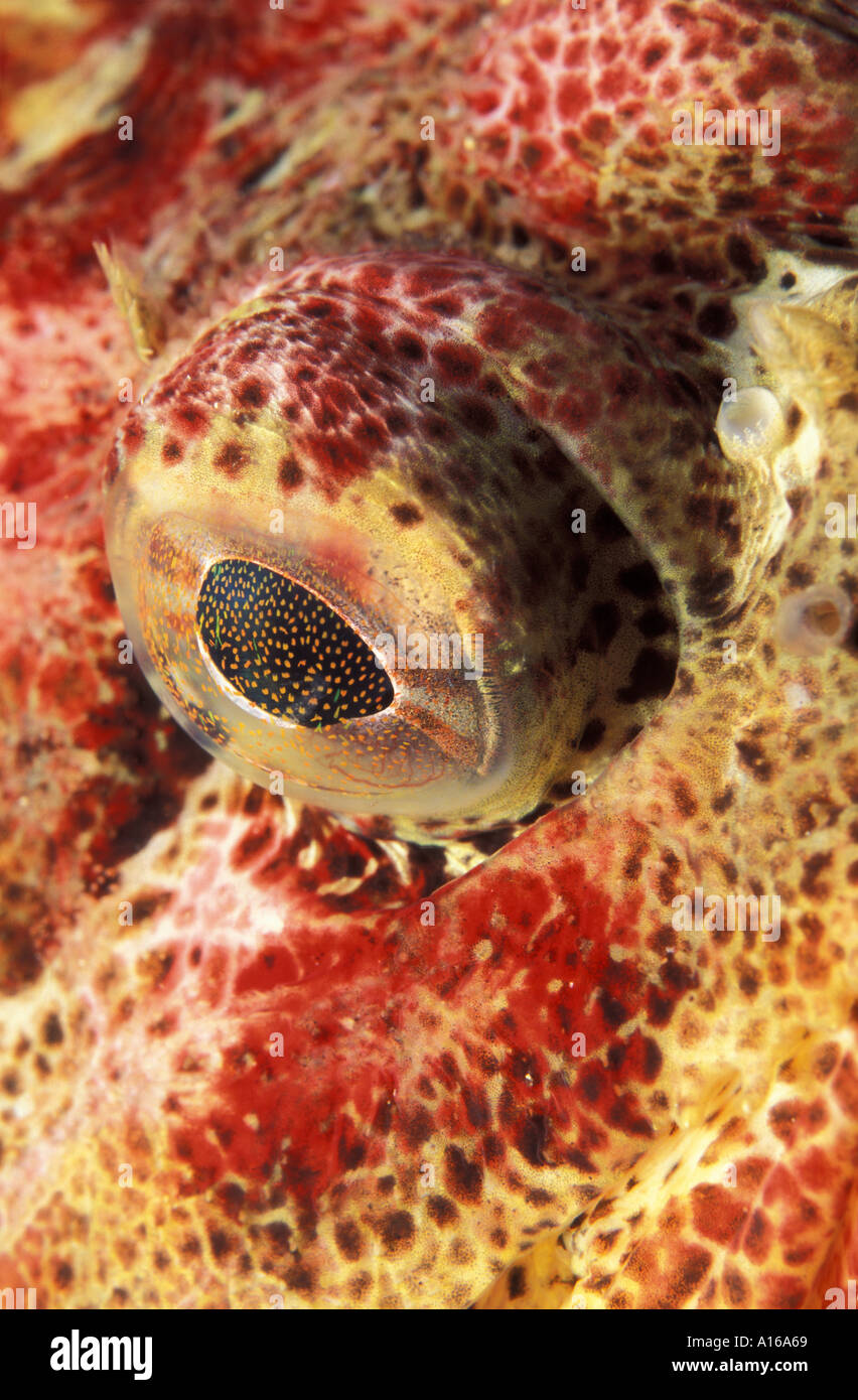 Red irish lord fish hi-res stock photography and images - Alamy