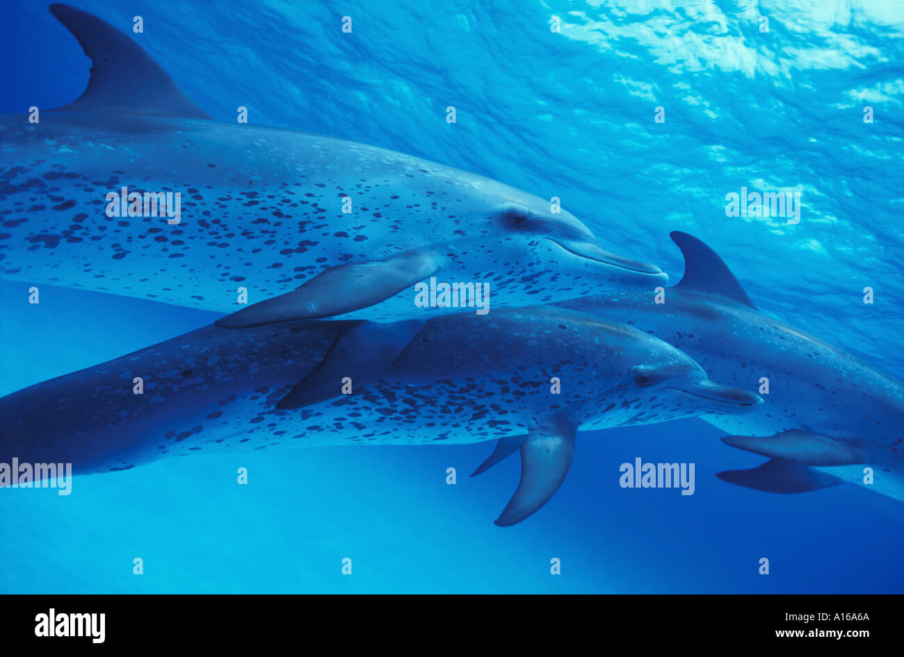 ku10083, Atlantic Spotted Dolphins Stenella frontalis Bahamas Caribbean ...