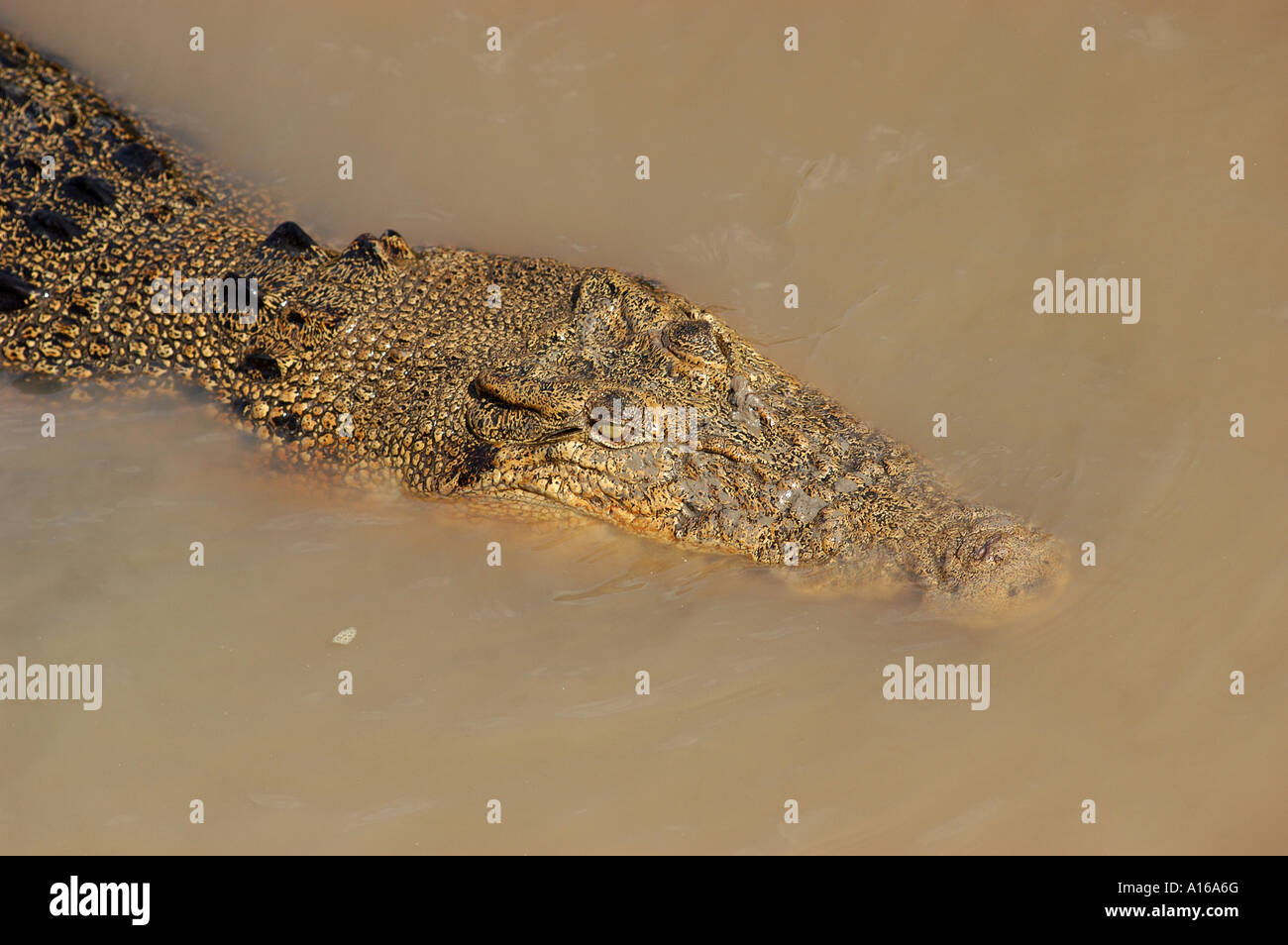 Salt water crocodile in the Adelaide River Stock Photo - Alamy