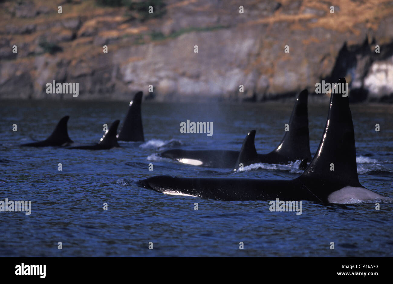 lx114. Orca Whales Orcinus orca Washington USA Pacific Ocean. Photo ...
