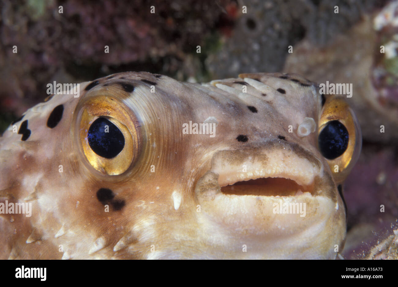 Balloonfish hi-res stock photography and images - Alamy