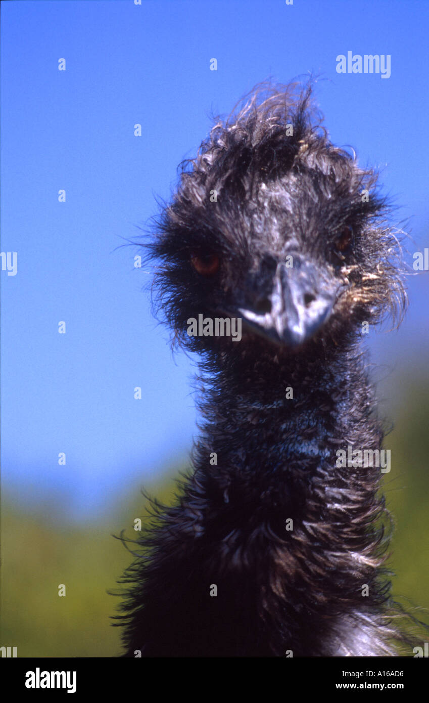 Old man emu hi-res stock photography and images - Alamy