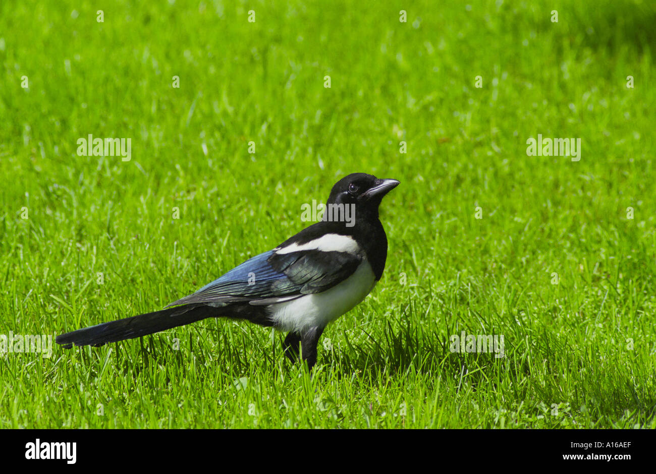 Magpie, Pica pica, northern Norway, Vesterålen Stock Photo - Alamy
