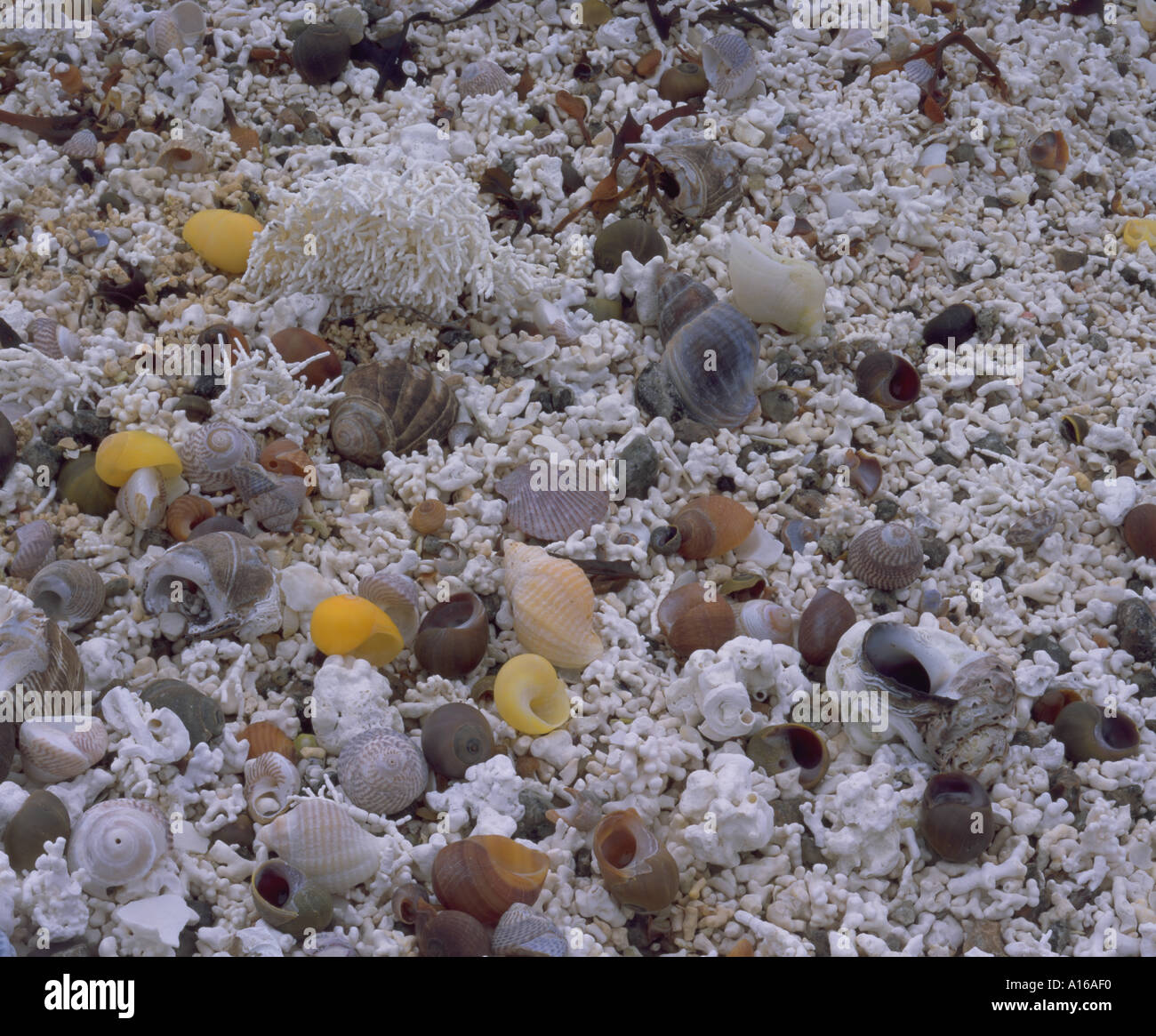 Northern seashells hi-res stock photography and images - Alamy