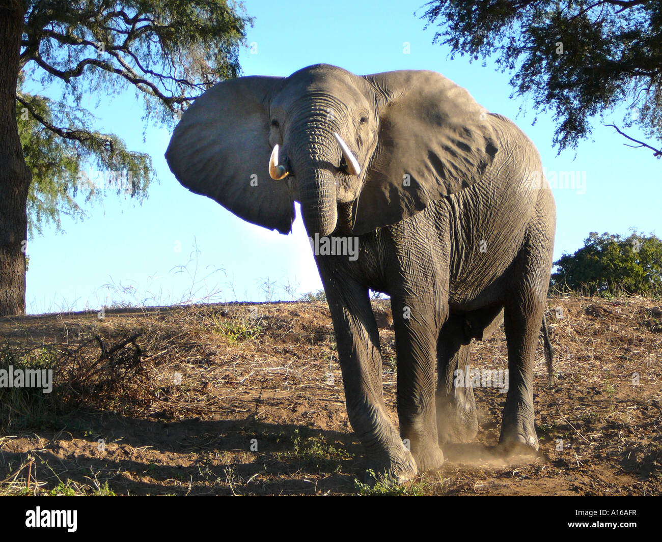 Canoe elephant africa hi-res stock photography and images - Alamy