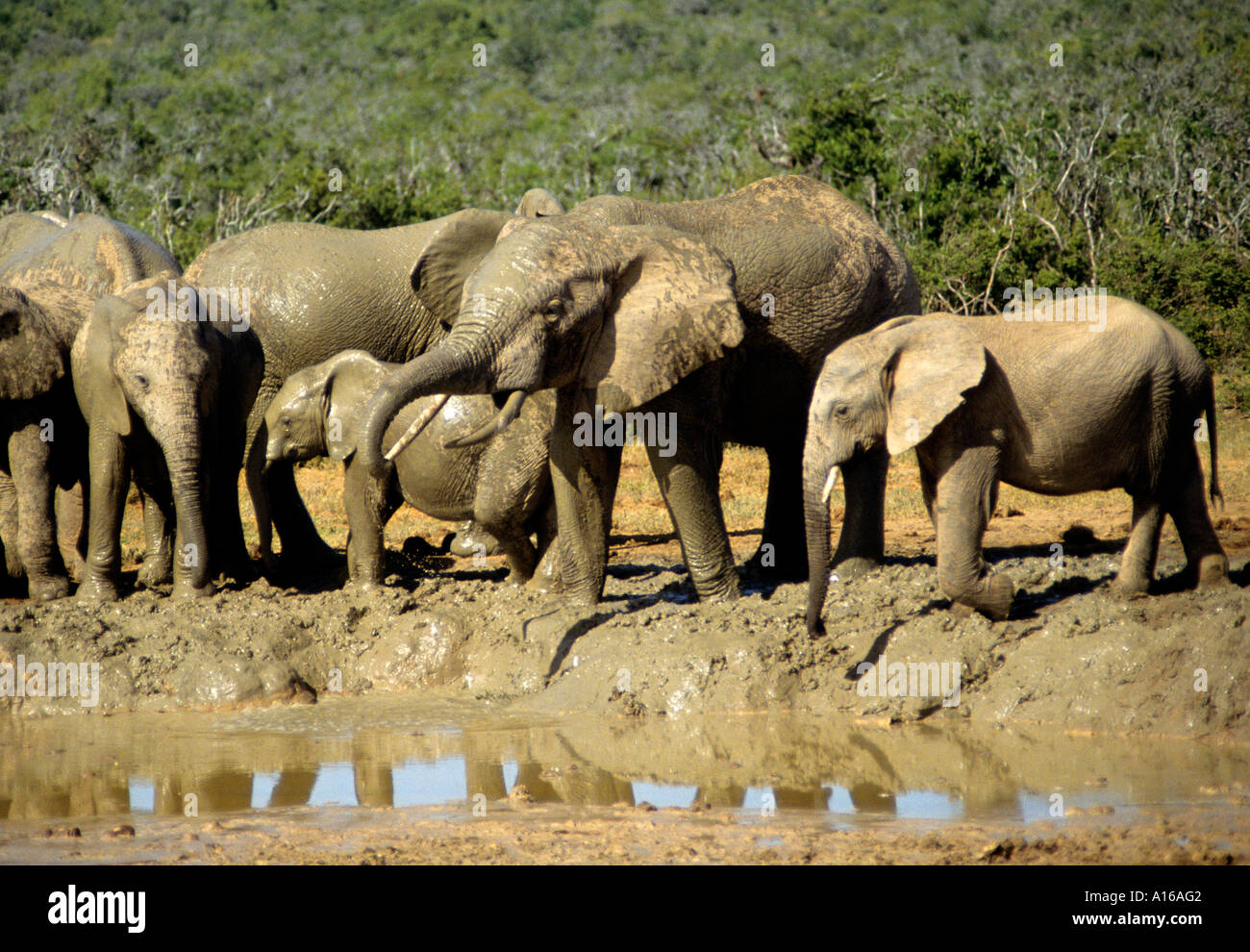 Elephants family lifestyle hi-res stock photography and images - Alamy