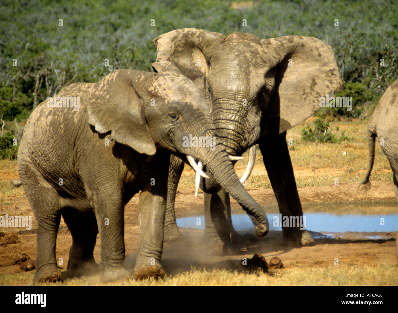 African elephant elephants, Family group, baby young, South Africa RSA ...