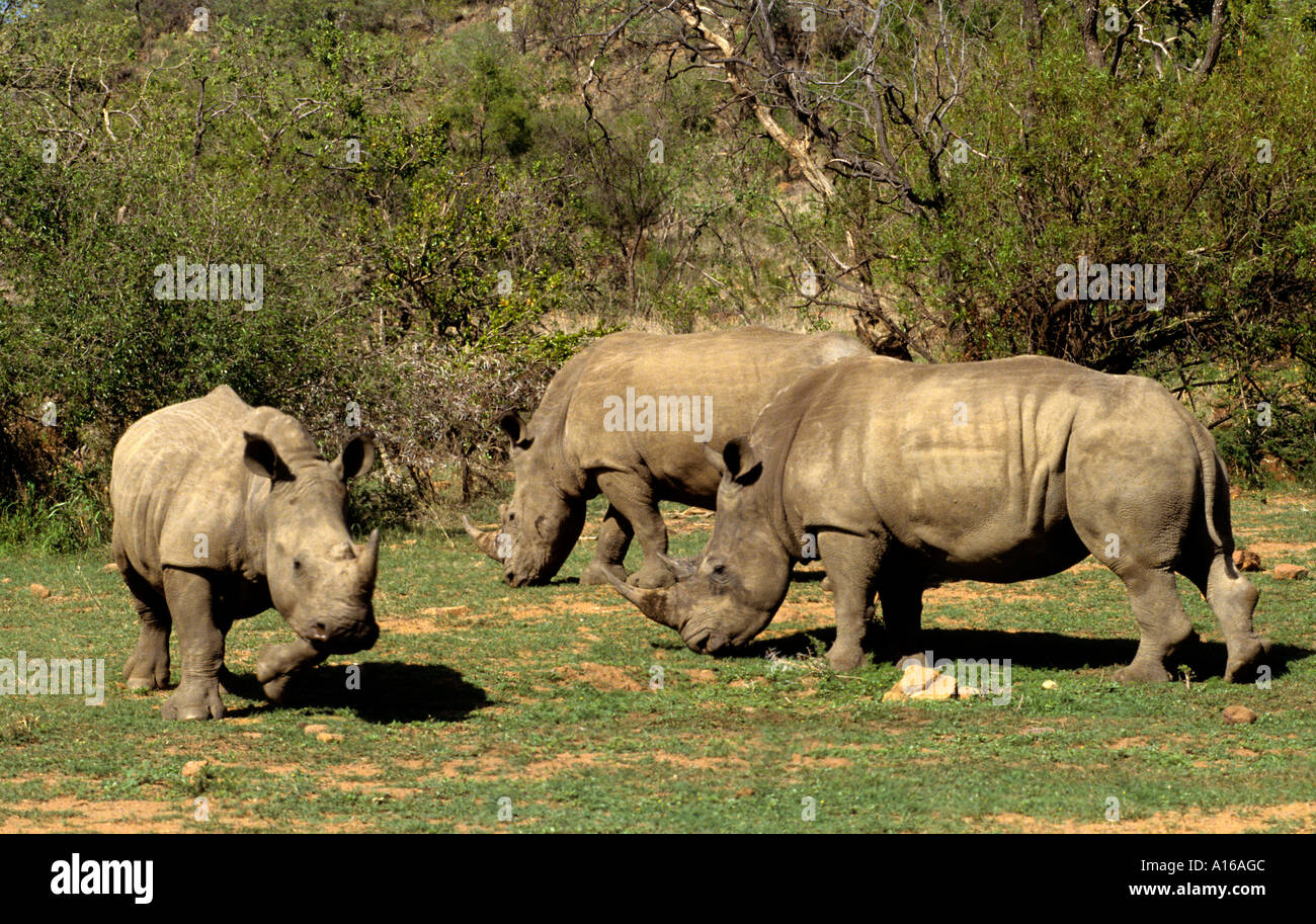 Wild Rhinos rhinoceros South Africa African Safari Stock Photo - Alamy
