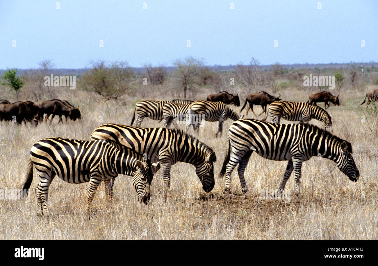 Zebras Landscape