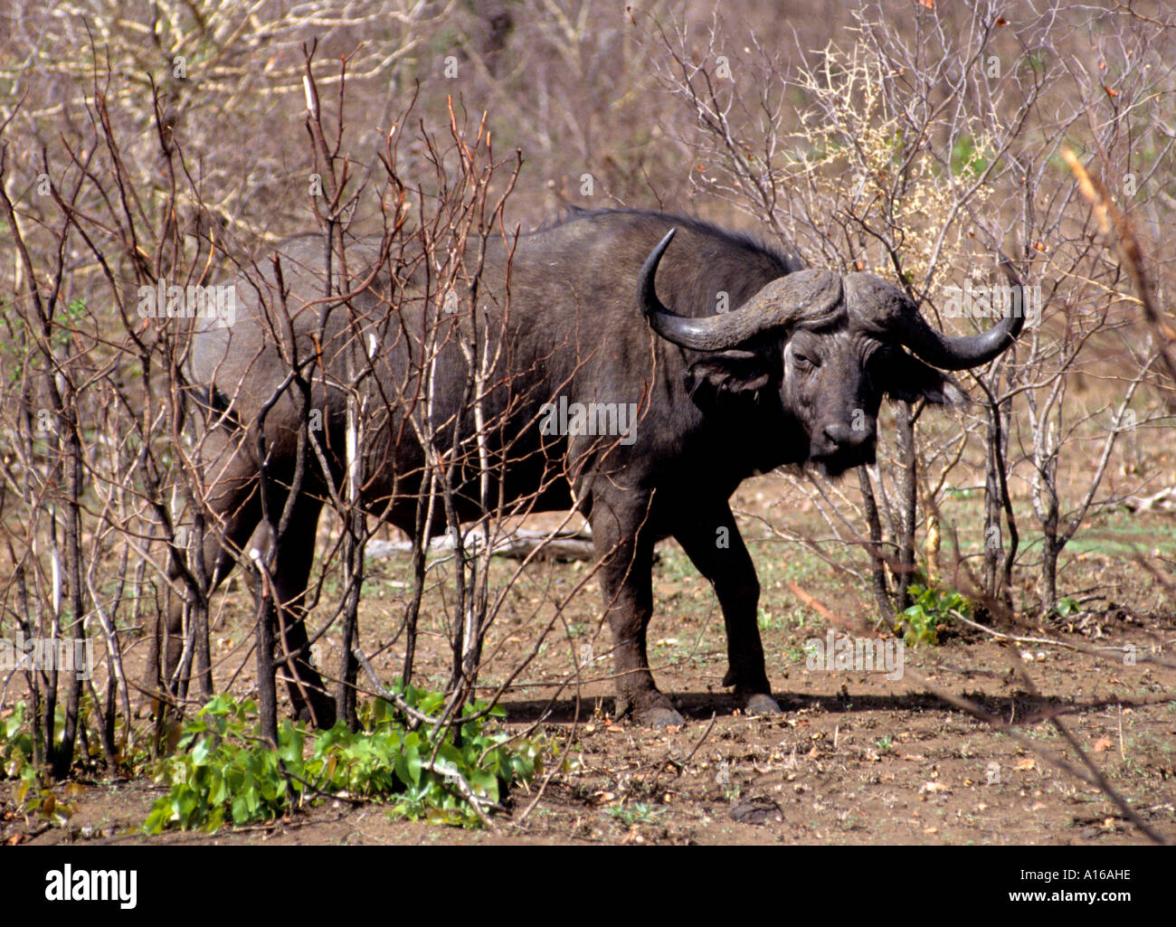 Buffel grasses hi-res stock photography and images - Alamy