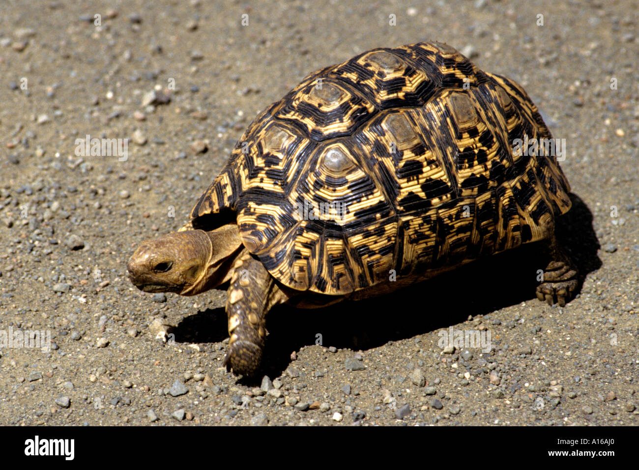 tortoise turtle African South Africa safari wild Stock Photo - Alamy