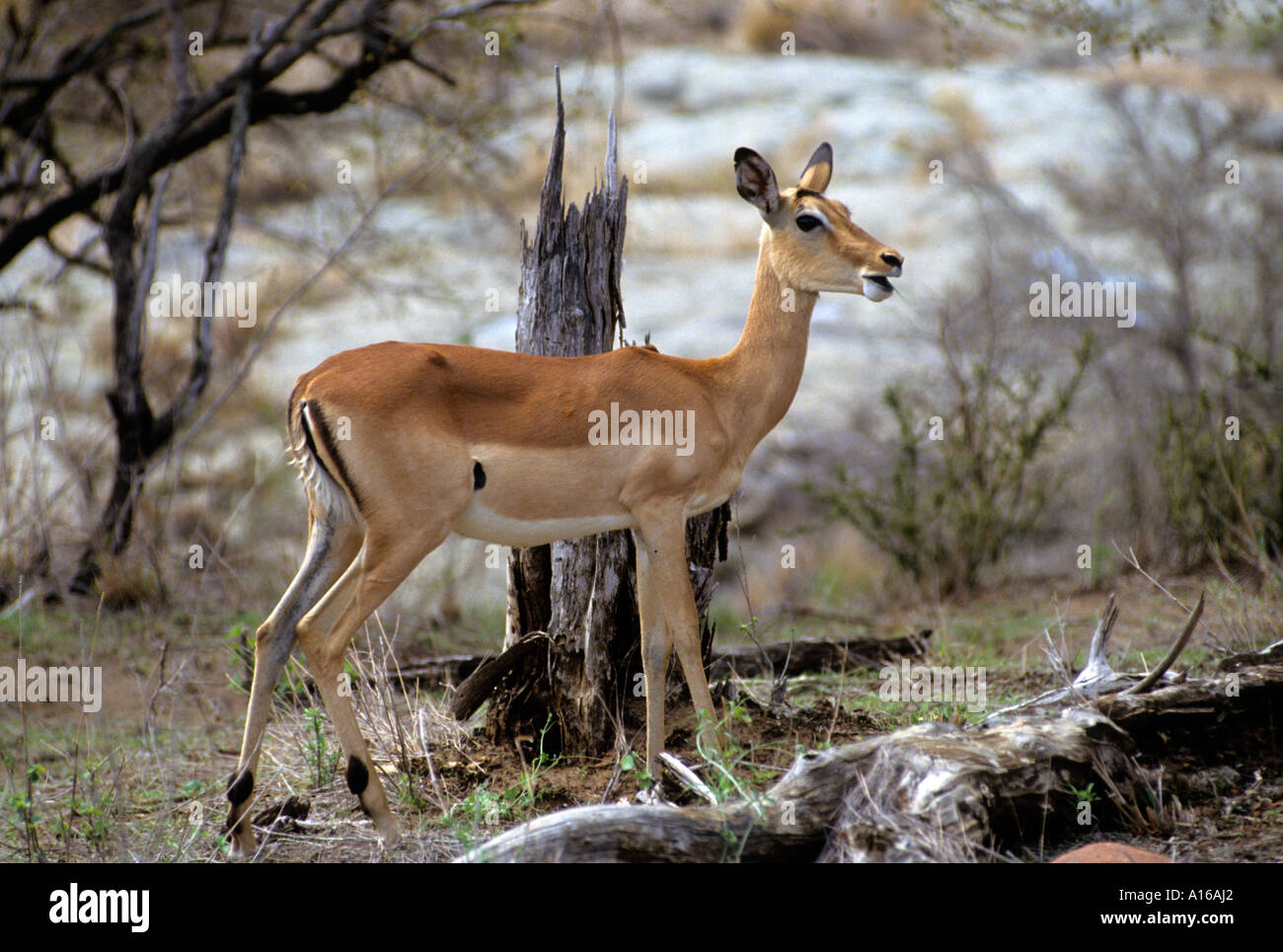Impala antelope African South Africa safari wild Stock Photo - Alamy