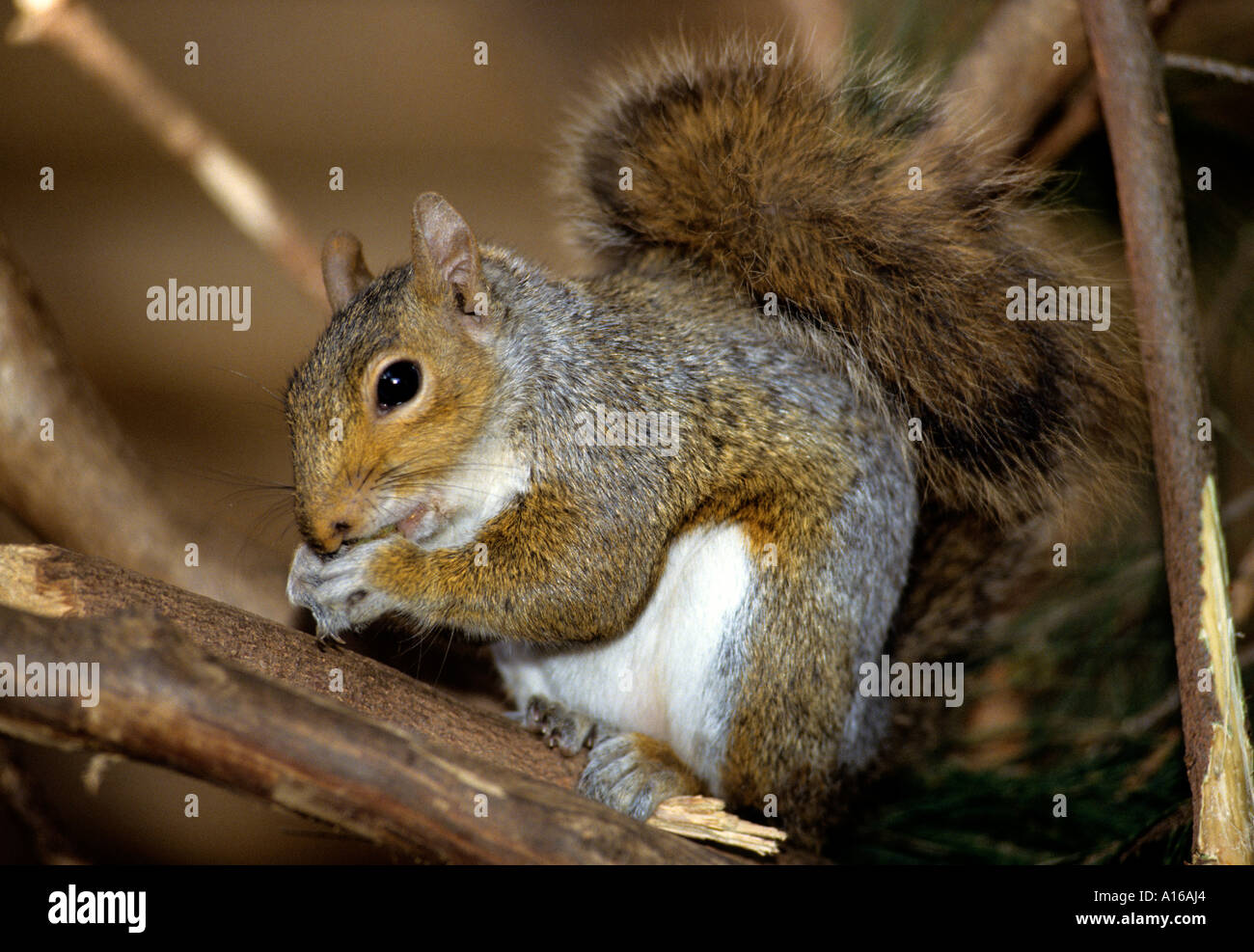squirrel African South Africa safari wild Stock Photo - Alamy