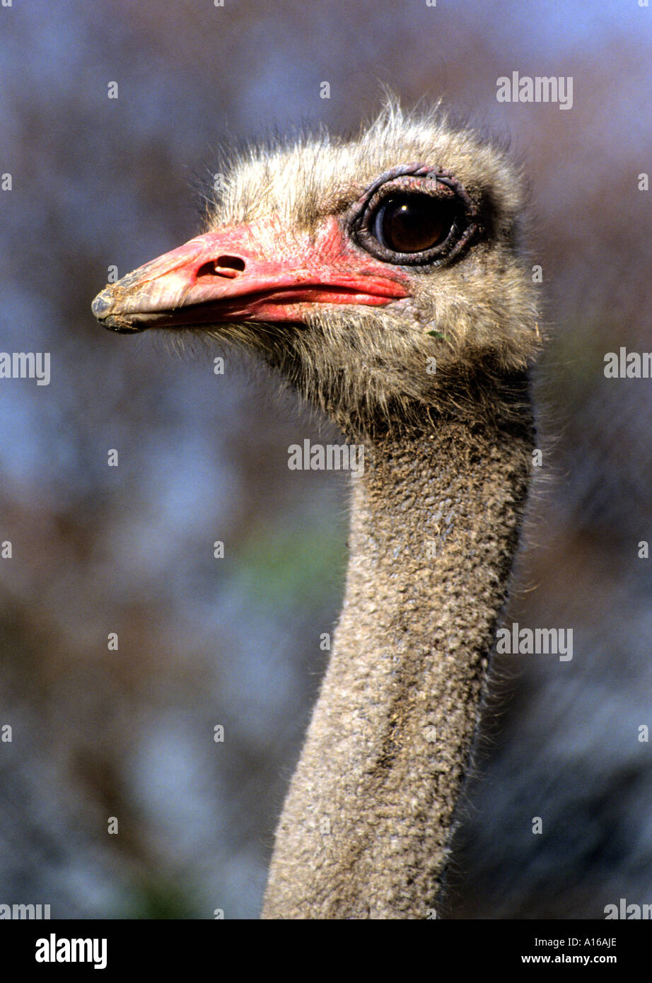 Ostriches little karoo hi-res stock photography and images - Alamy