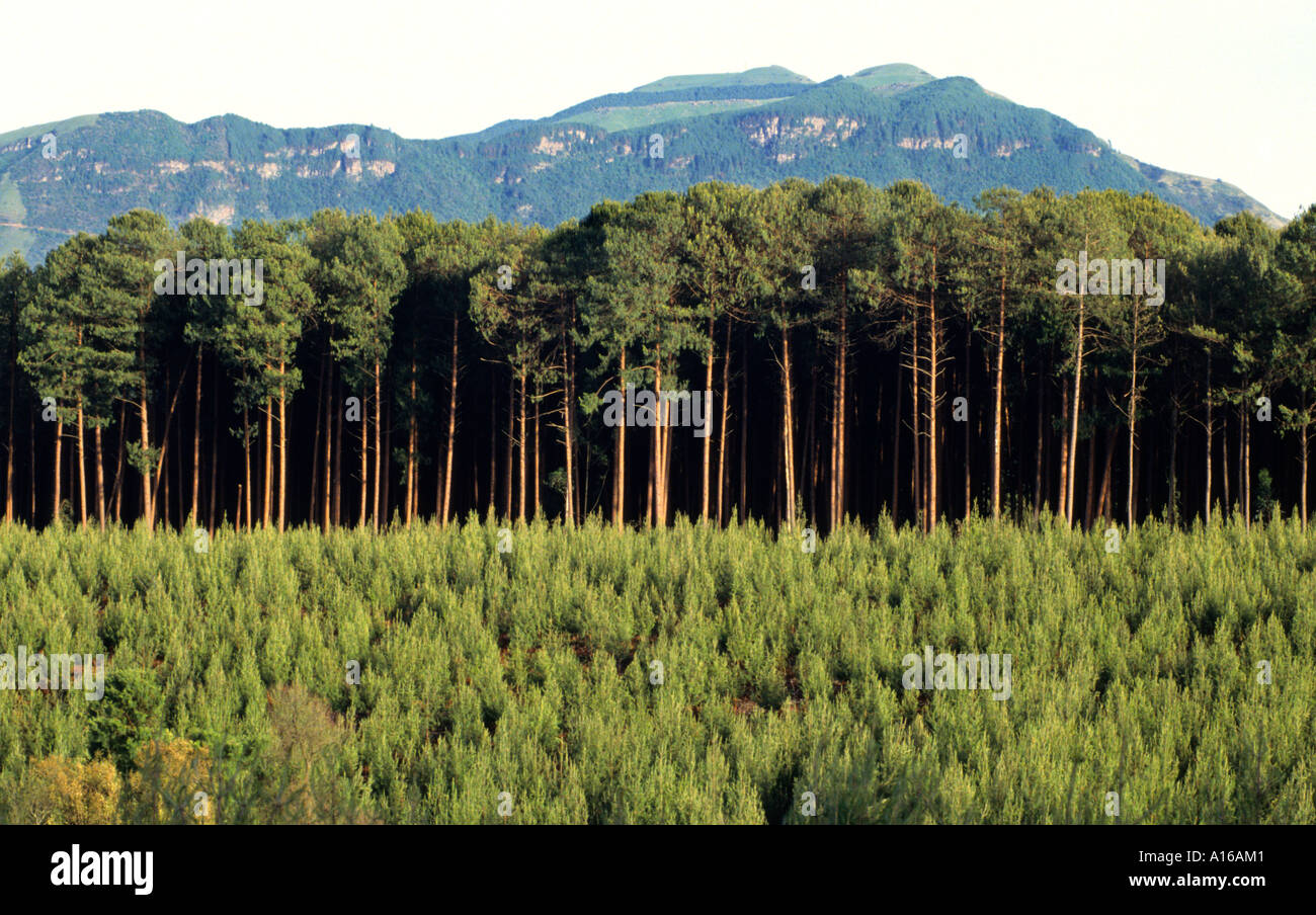 Tree Trees Mountain Park South Africa Stock Photo - Alamy