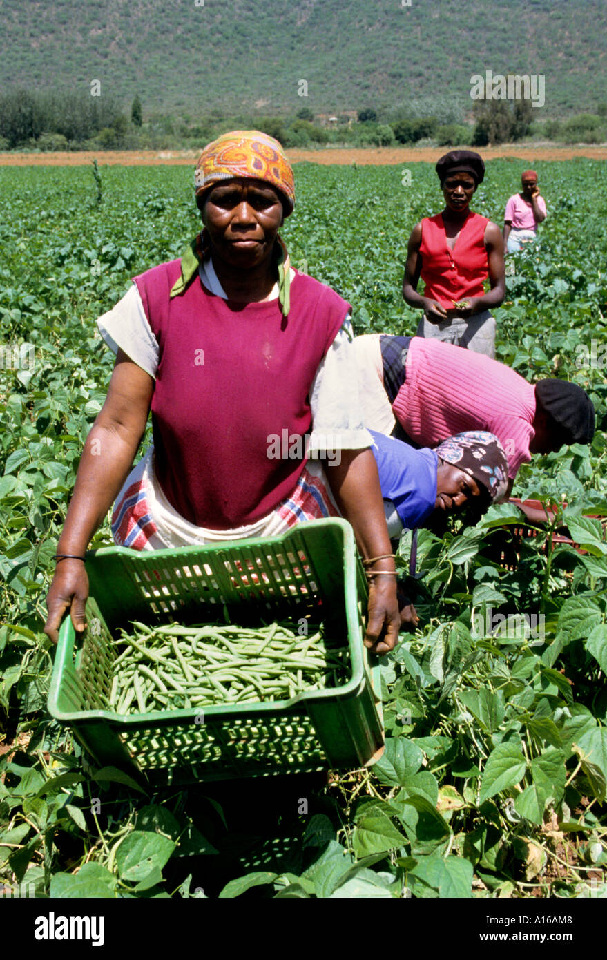 African farm workers hi-res stock photography and images - Alamy