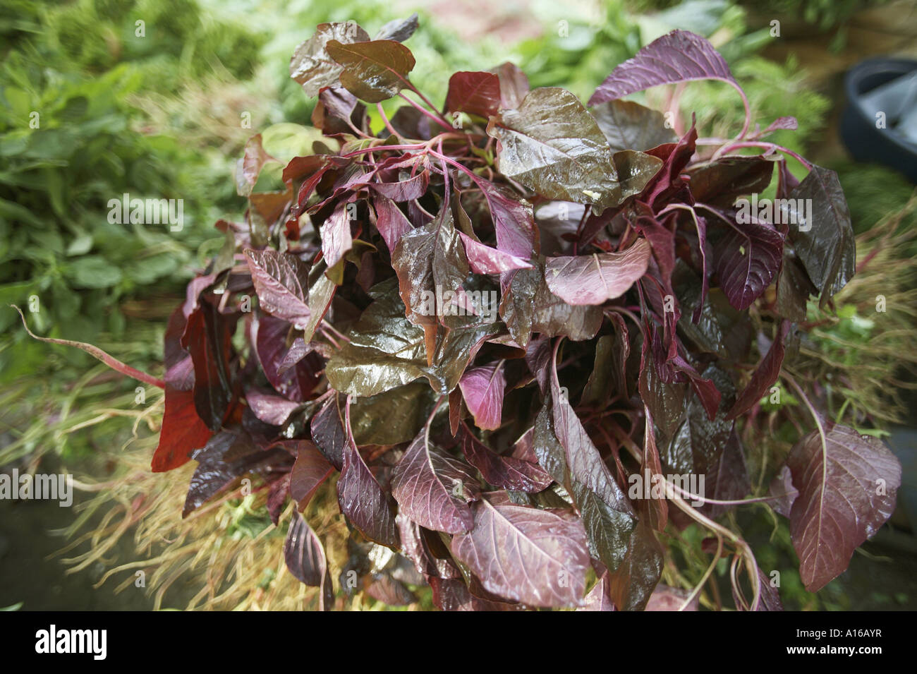 RSC101955 Fresh green leafy healthy vegetable Stock Photo - Alamy