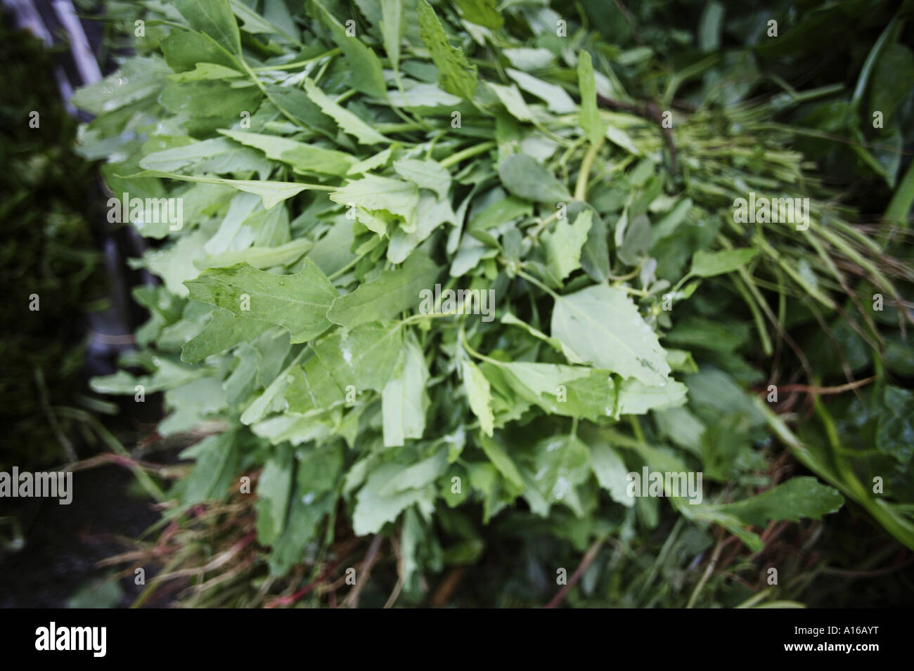 RSC101956 Fresh green leafy healthy vegetable Stock Photo - Alamy
