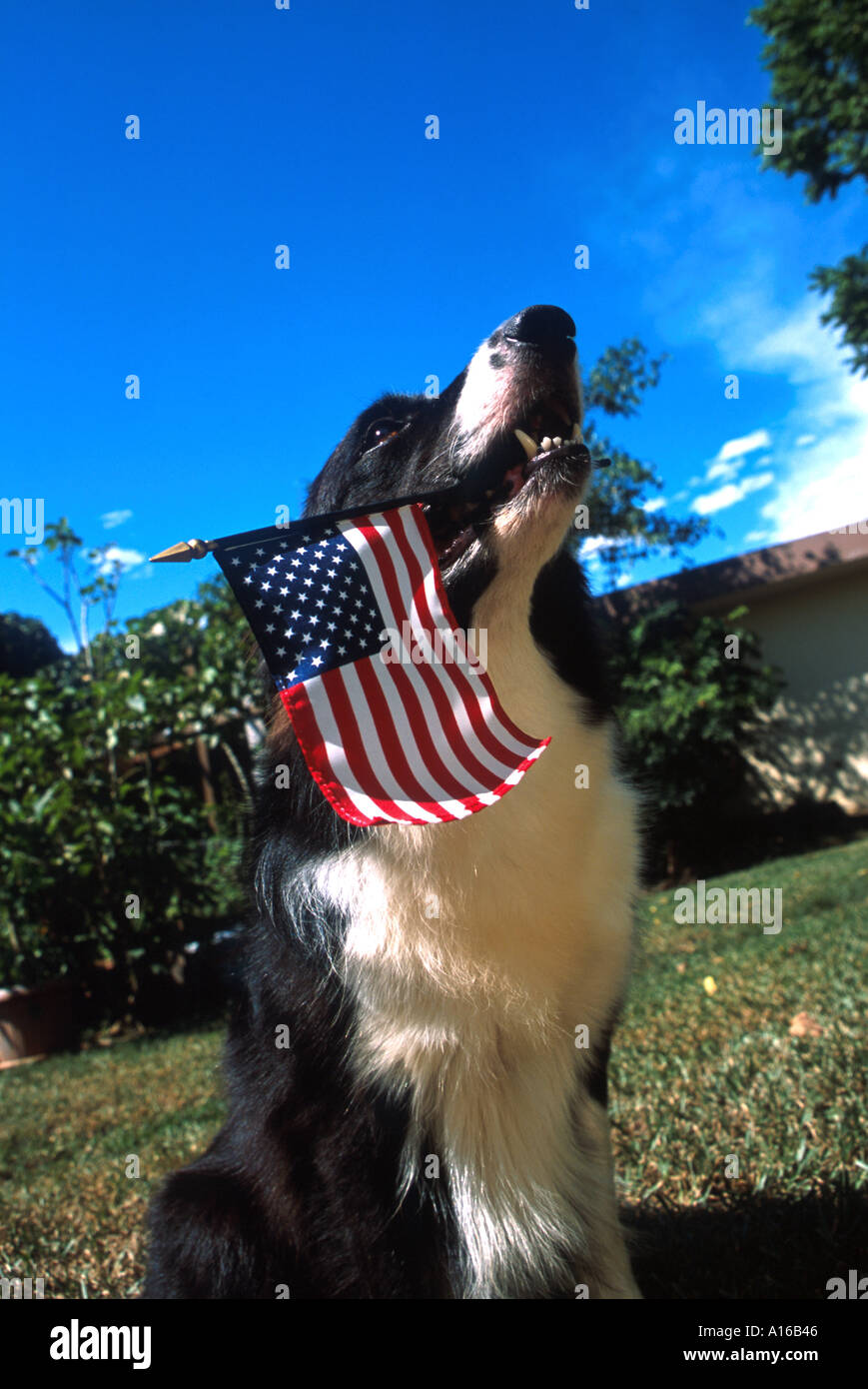 Black And White American Flag High Resolution Stock Photography and ...