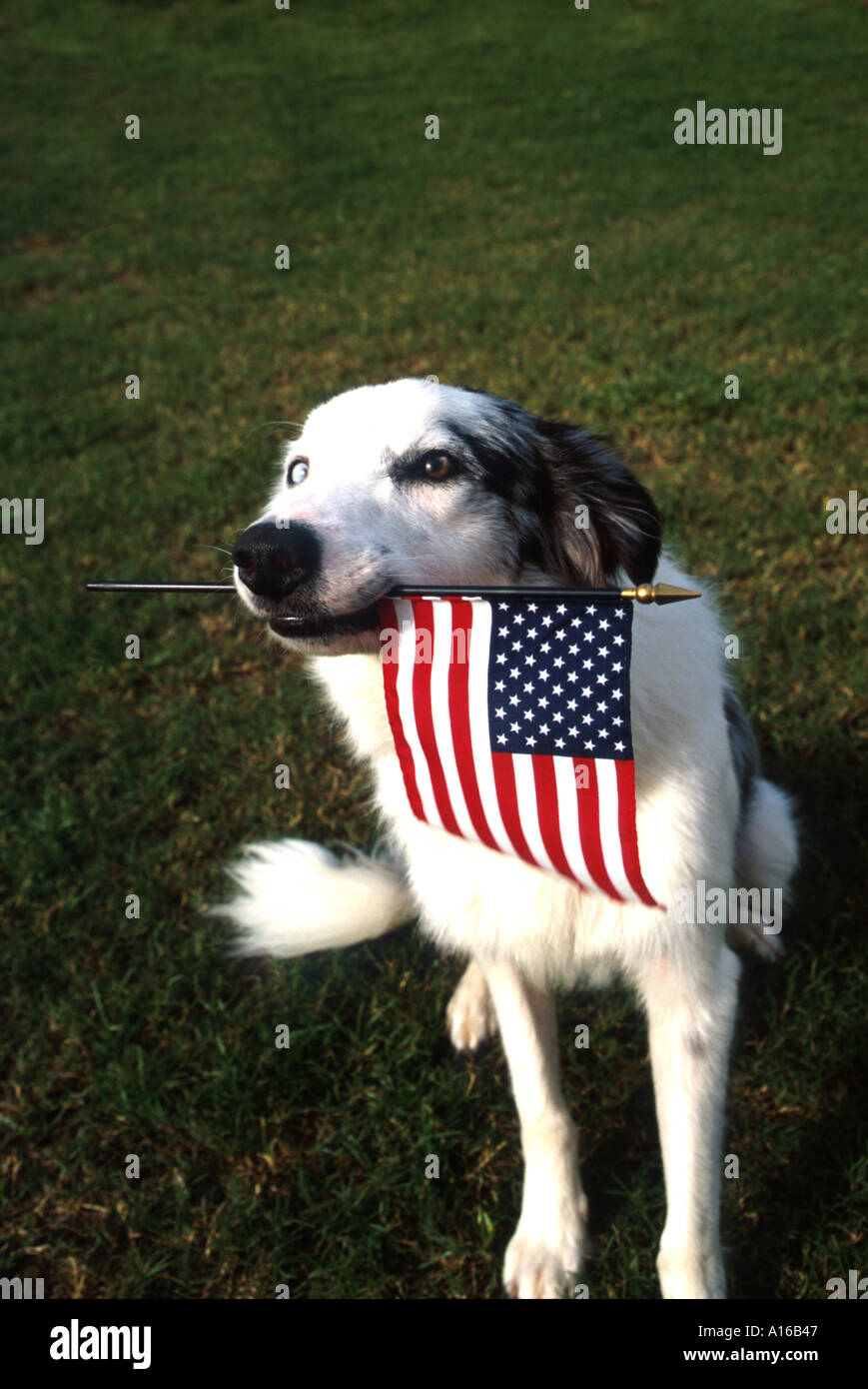 Dog holding American flag Stock Photo - Alamy