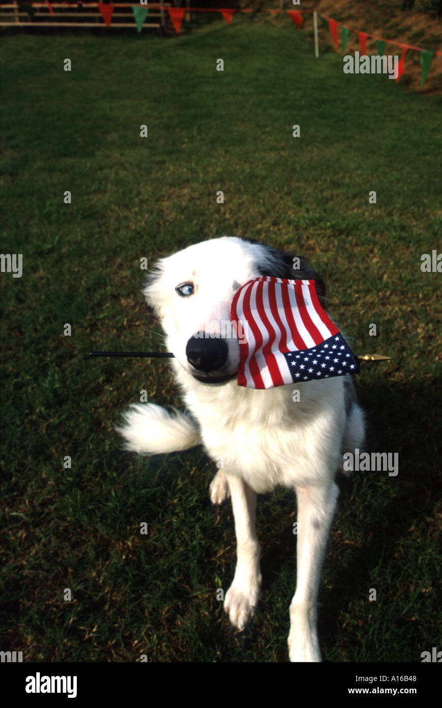 Dog holding American flag Stock Photo - Alamy
