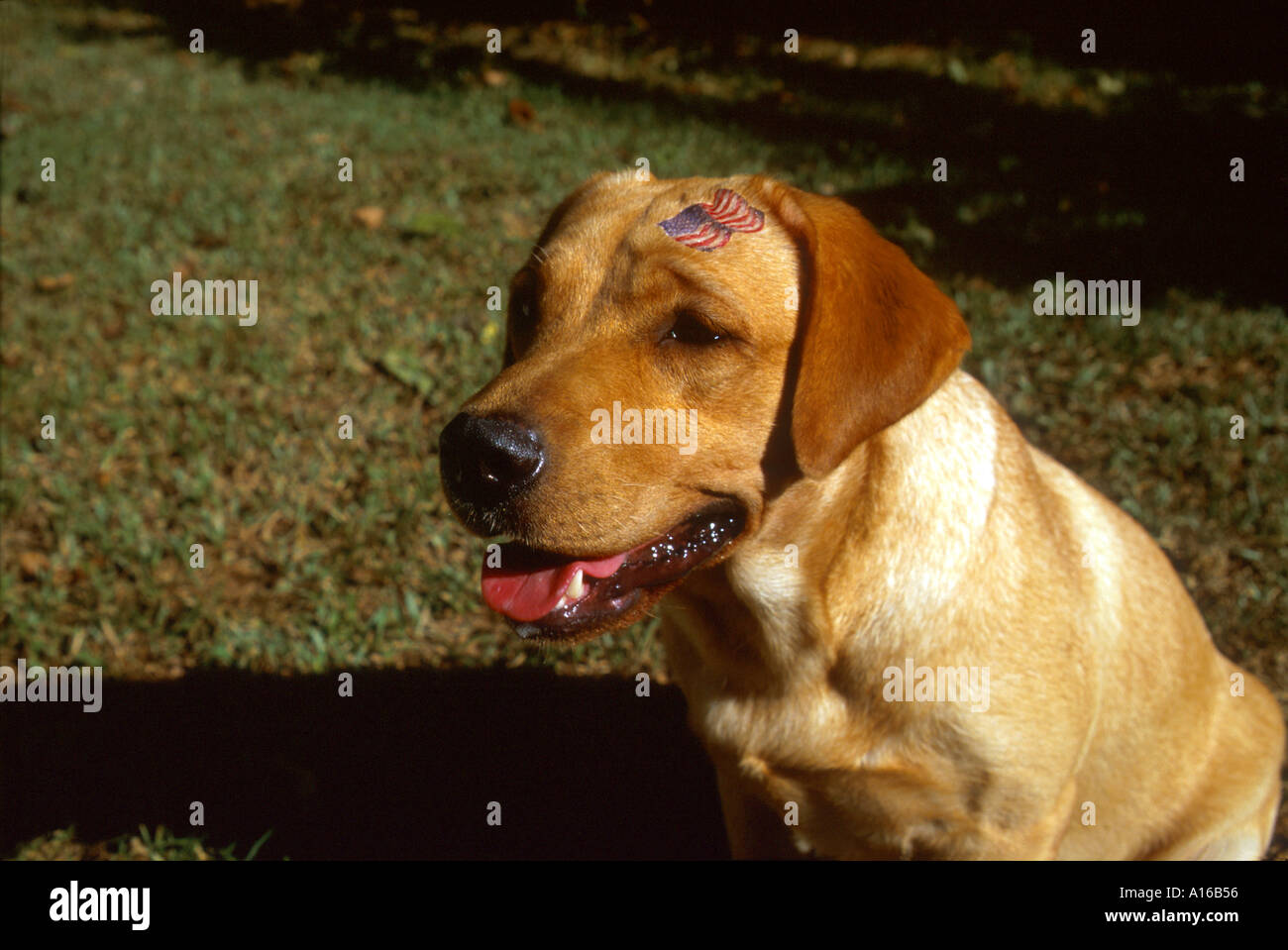 Labrador Retriever puppy with American flag tatoo on head Stock Photo ...