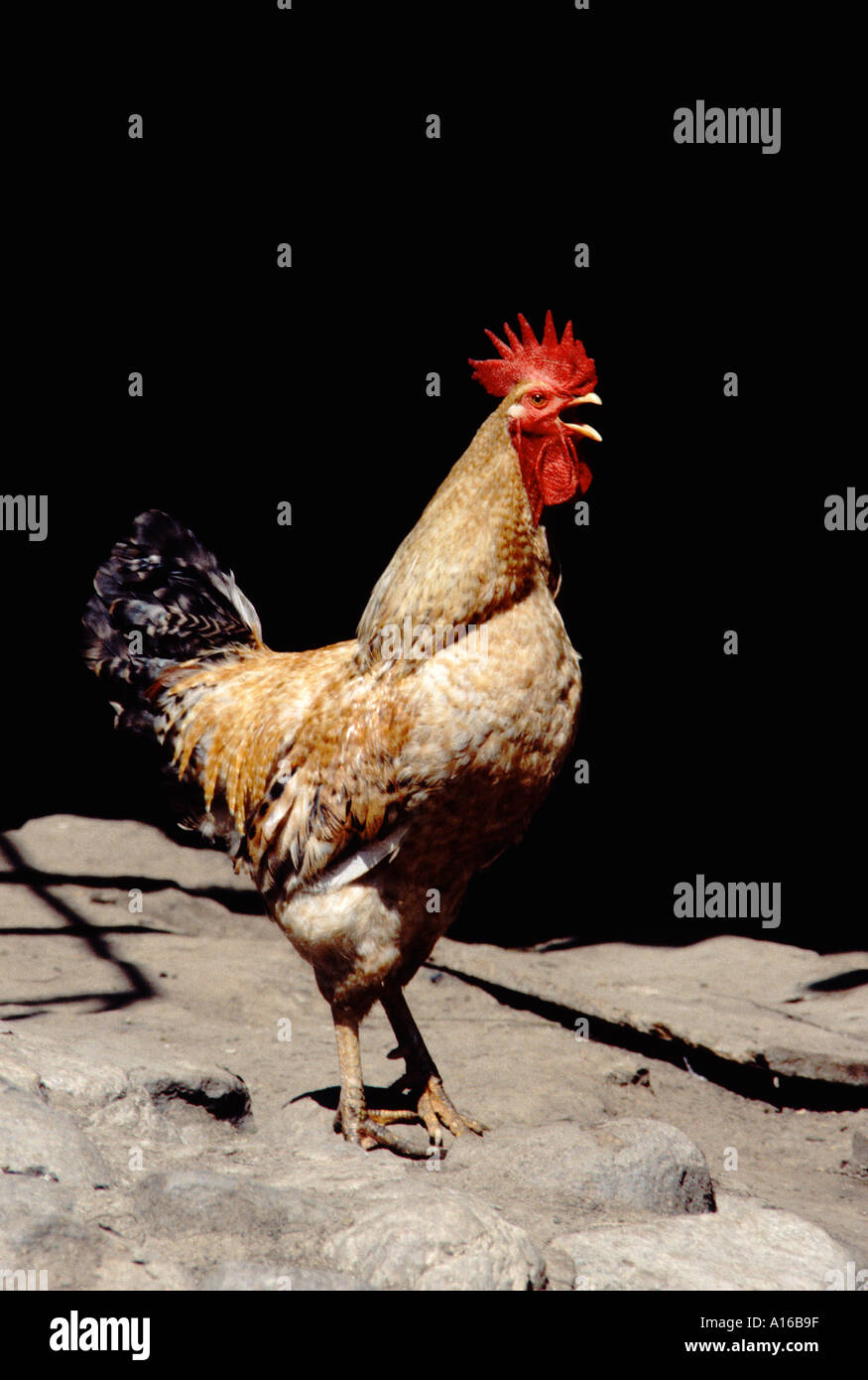 Cockerel at dawn hi-res stock photography and images - Alamy