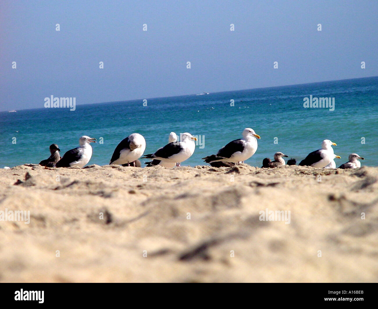 Fat birds on the beach Stock Photo - Alamy