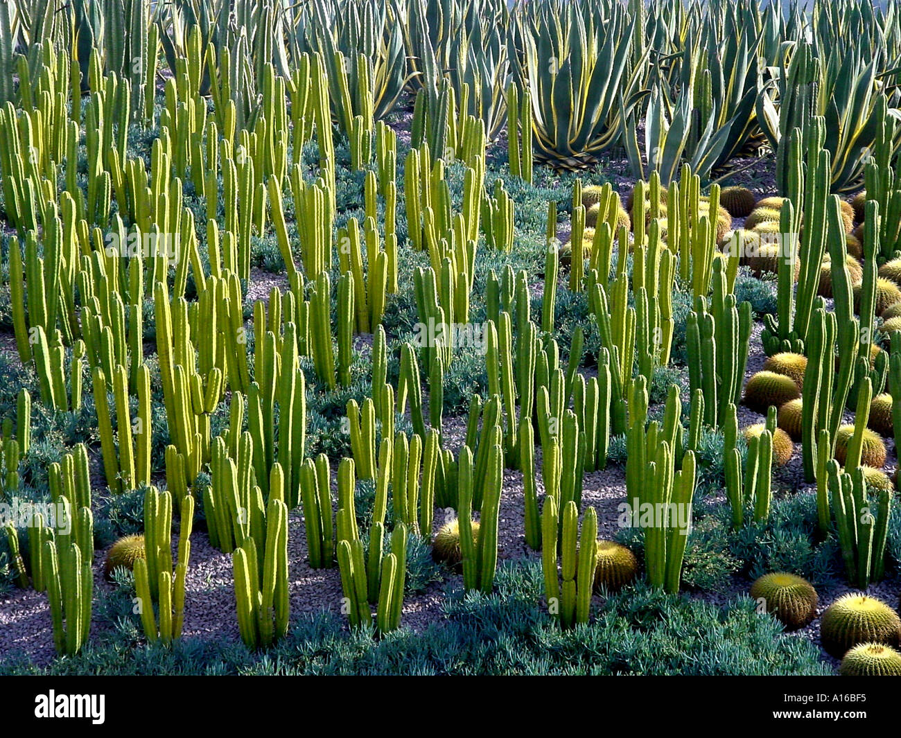 Green field of cactii Stock Photo - Alamy