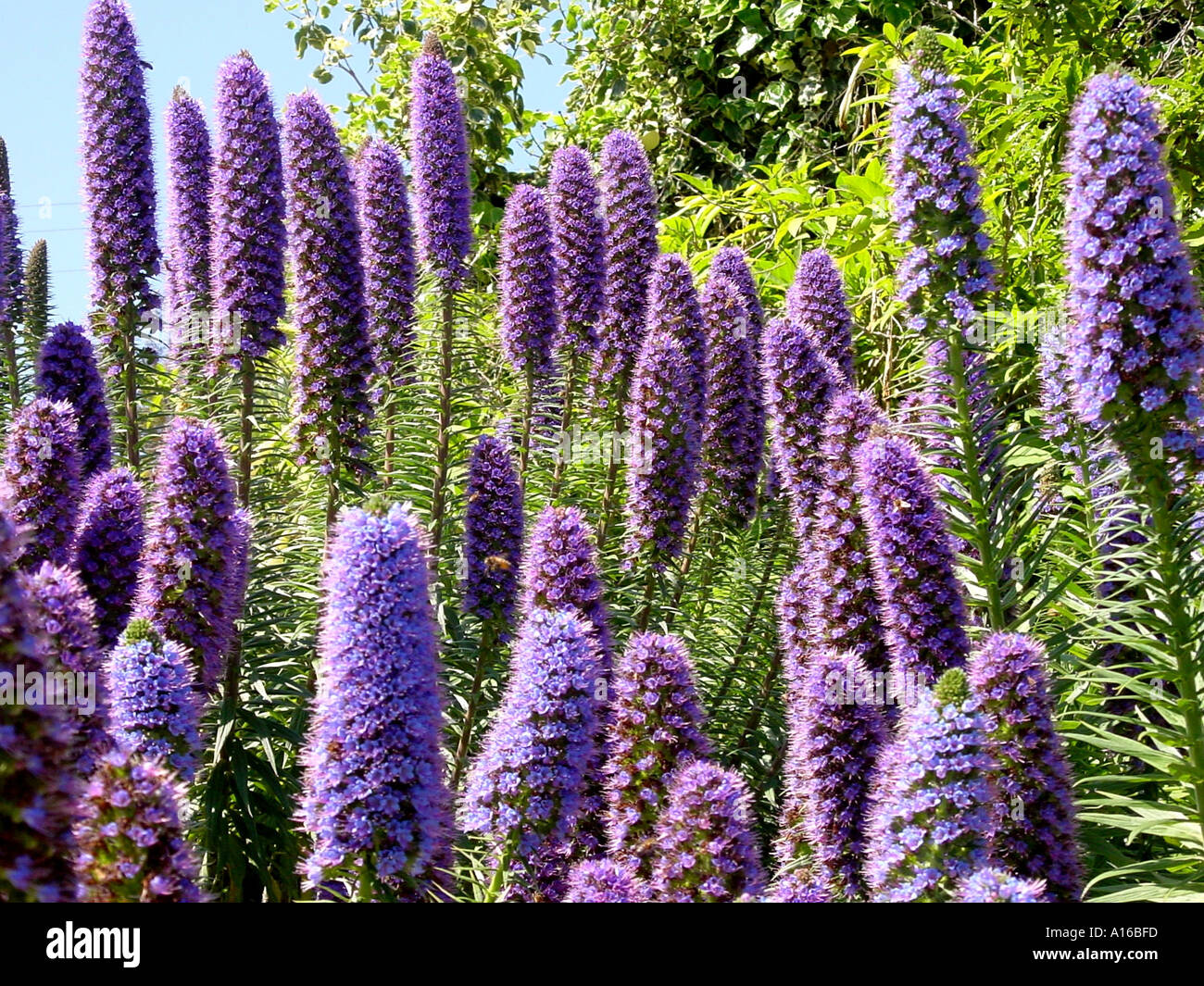 Cone like flowers hi-res stock photography and images - Alamy